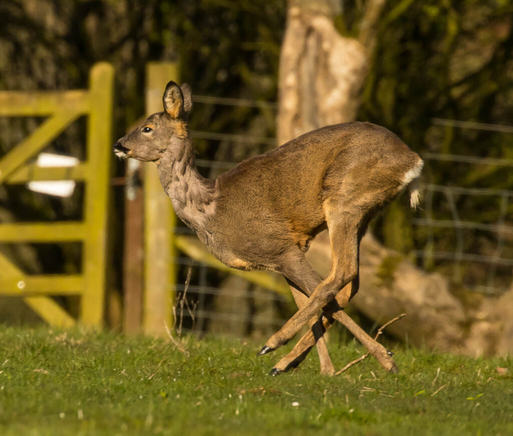 Roe Deer Jumping - Goodenbergh Leisure