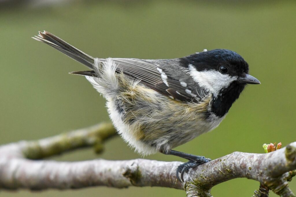 Small birds - Goodenbergh Leisure