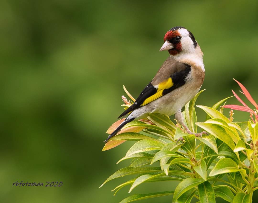 Robin Goldfinch Greenfinch - Goodenbergh Leisure