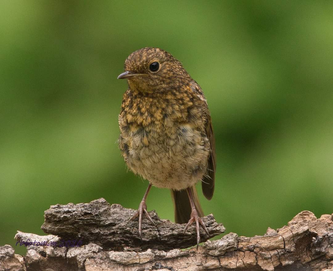 Robin Goldfinch Greenfinch - Goodenbergh Leisure